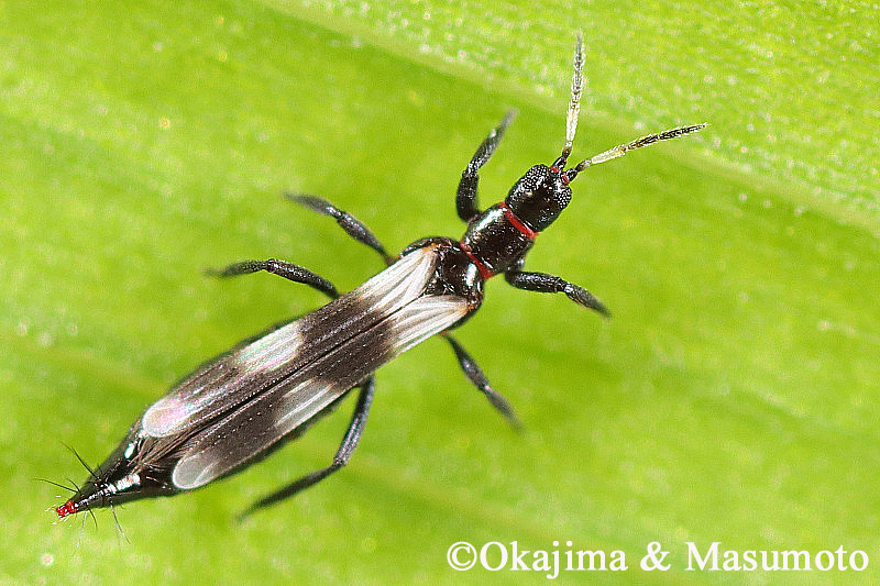 Aeolothrips kurosawai | Thysanoptera of Japan