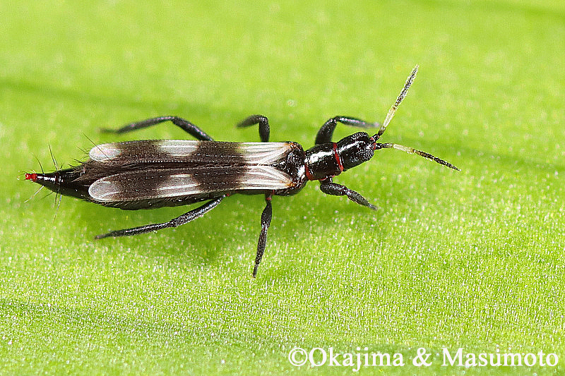Aeolothrips kurosawai | Thysanoptera of Japan