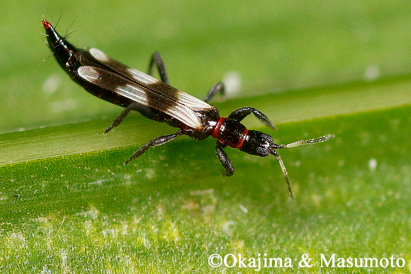 Aeolothrips kurosawai | Thysanoptera of Japan