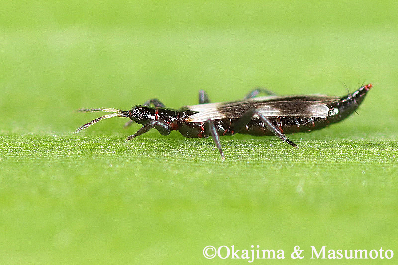 Aeolothrips kurosawai | Thysanoptera of Japan
