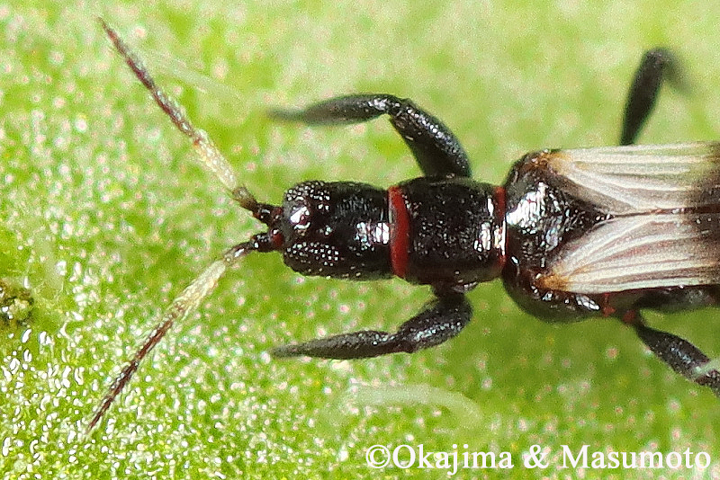 Aeolothrips kurosawai | Thysanoptera of Japan