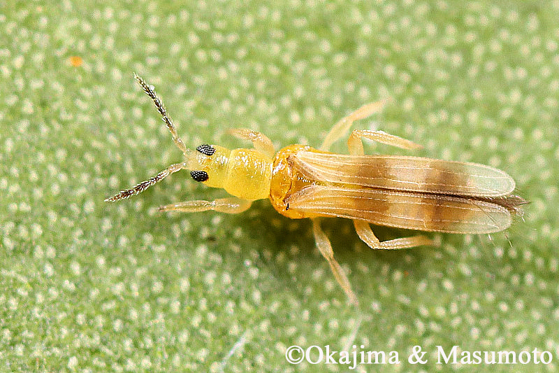 Aeolothrips setosus | Thysanoptera of Japan