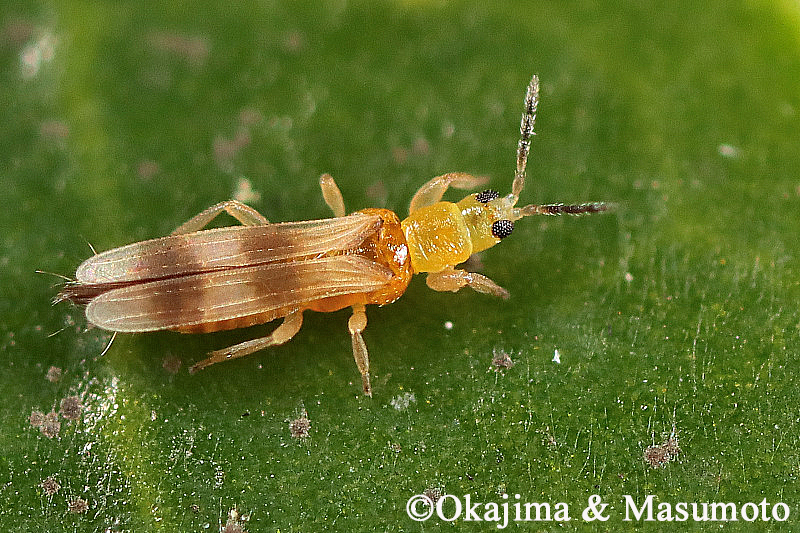 Aeolothrips setosus | Thysanoptera of Japan