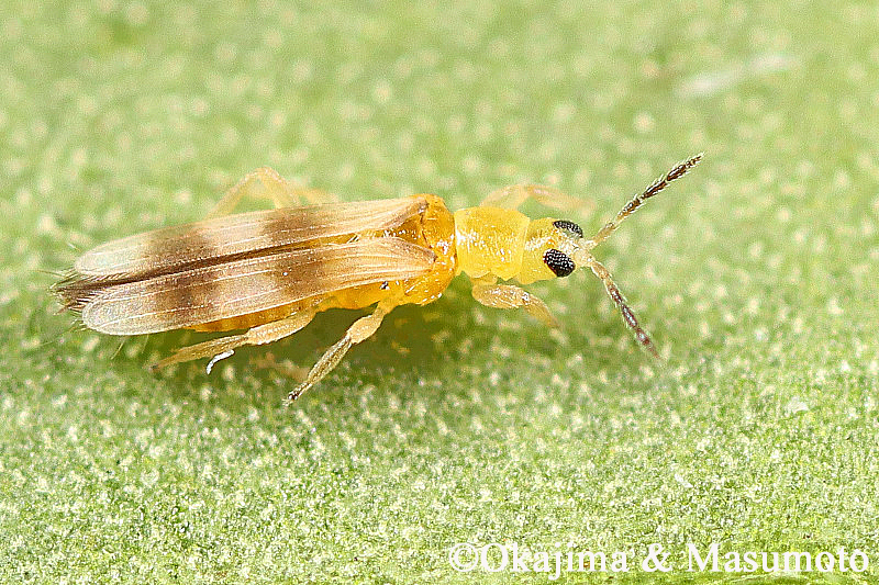 Aeolothrips setosus | Thysanoptera of Japan