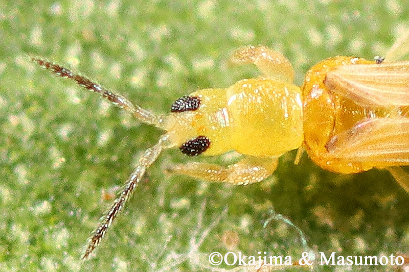 Aeolothrips setosus | Thysanoptera of Japan