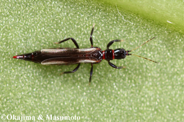 Franklinothrips oblongus | Thysanoptera of Japan