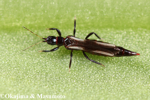 Franklinothrips oblongus | Thysanoptera of Japan