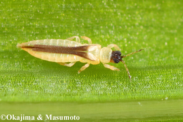Petrothrips nigriceps | Thysanoptera of Japan