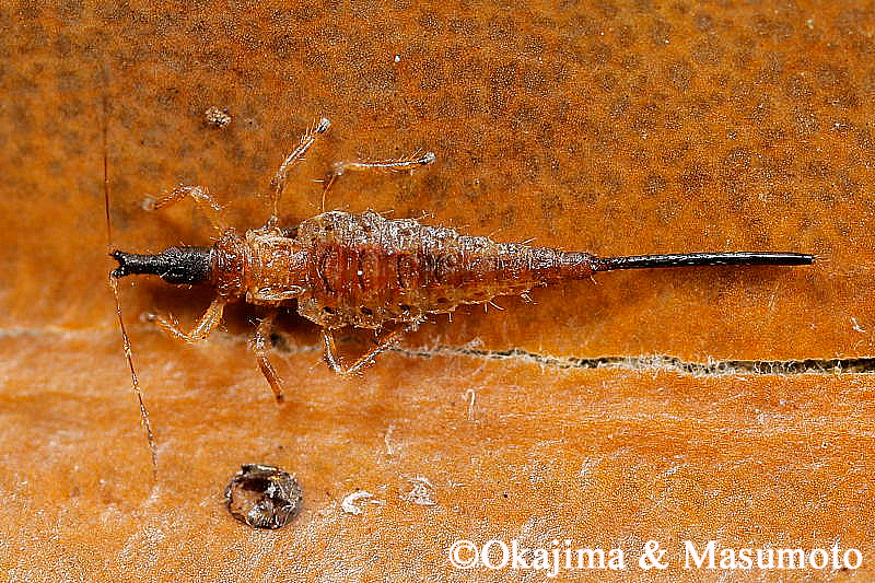 Holurothrips morikawai | Thysanoptera of Japan