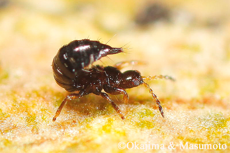 Nesothrips brevicollis | Thysanoptera of Japan