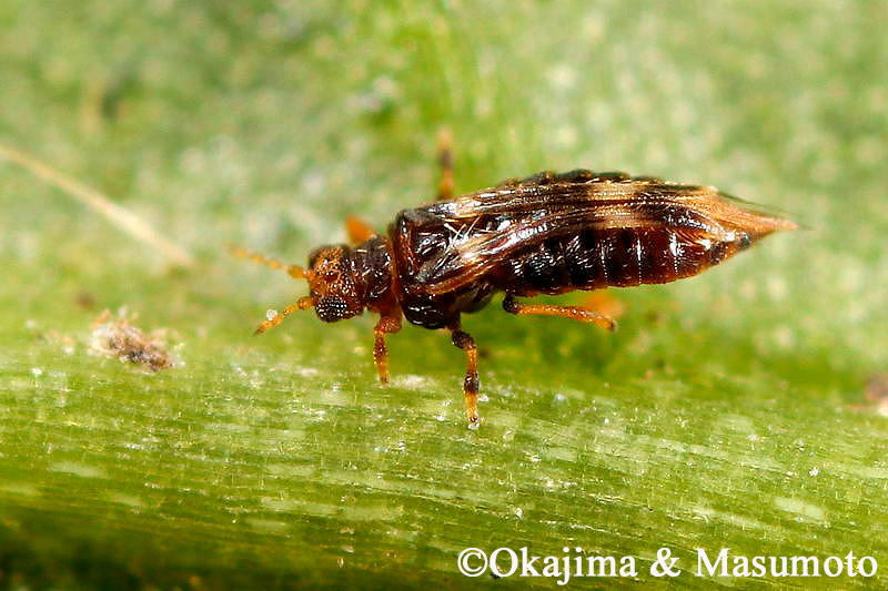Anisopilothrips venustulus | Thysanoptera of Japan