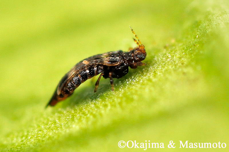 Anisopilothrips venustulus | Thysanoptera of Japan