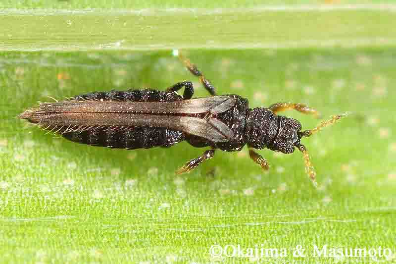 Helionothrips cephalicus | Thysanoptera of Japan