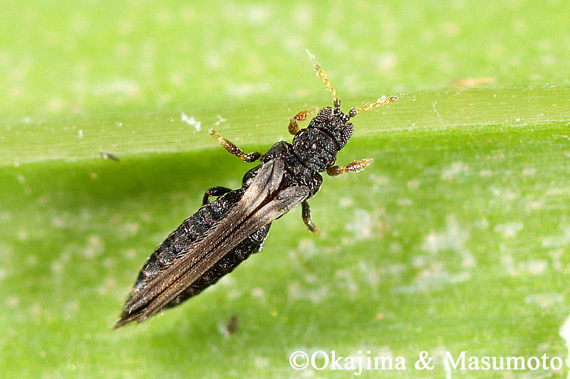 Helionothrips cephalicus | Thysanoptera of Japan