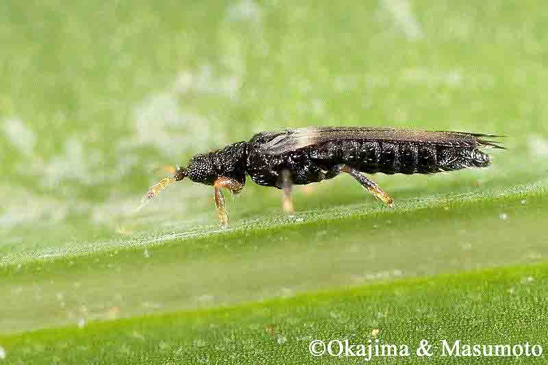 Helionothrips cephalicus | Thysanoptera of Japan