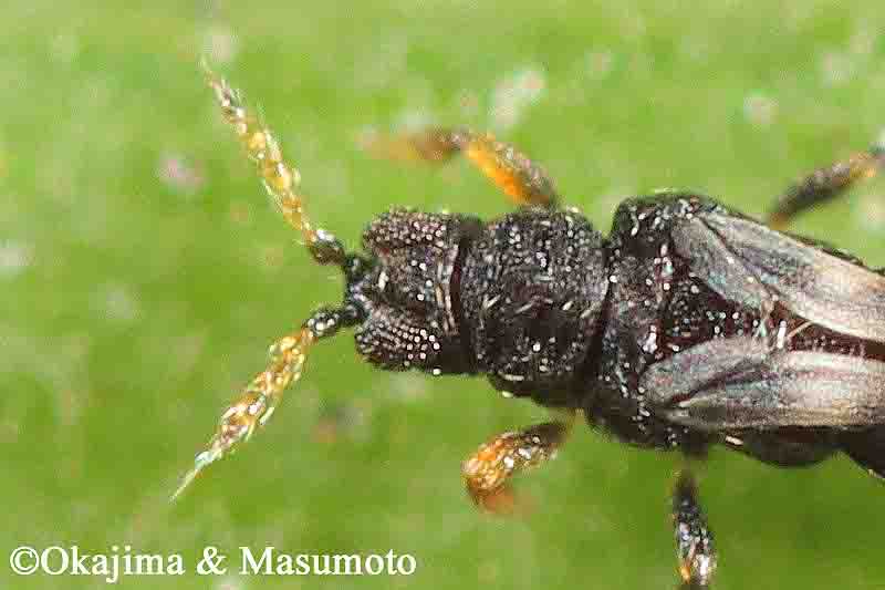 Helionothrips cephalicus | Thysanoptera of Japan