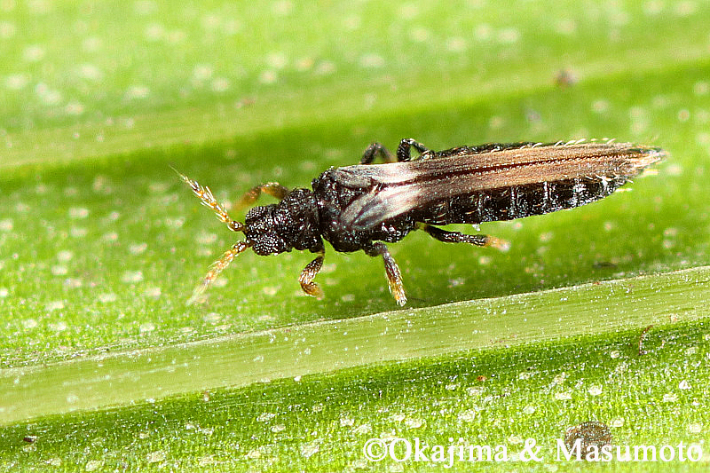 Helionothrips ponkikiri | Thysanoptera of Japan