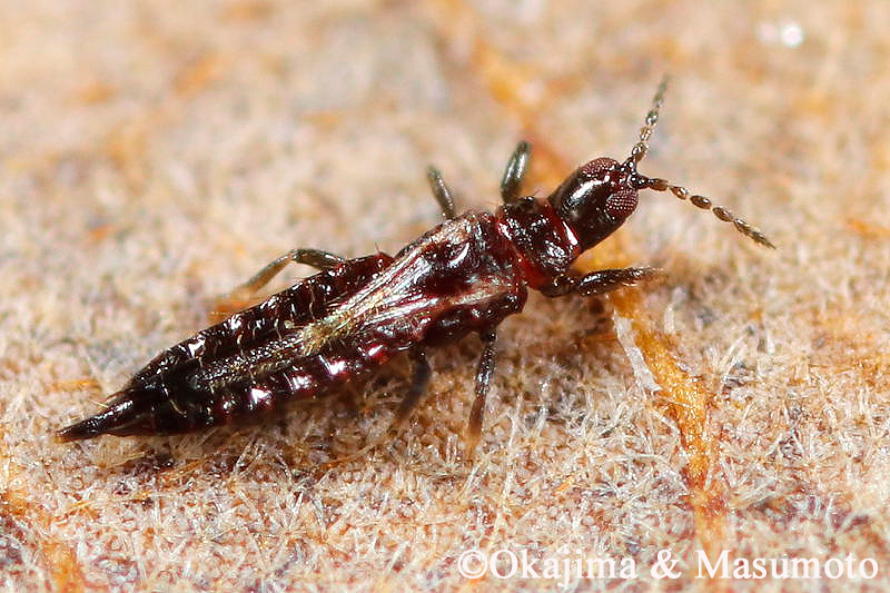 Adraneothrips setosus | Thysanoptera of Japan