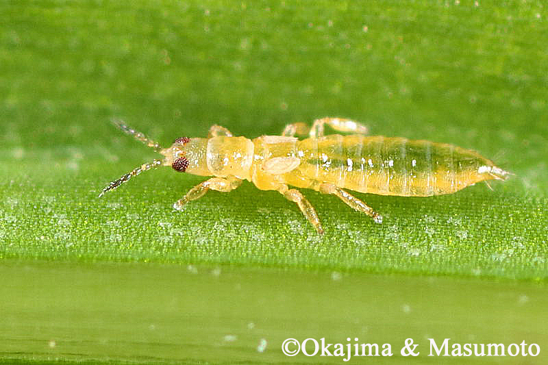 Anaphothrips obscurus | Thysanoptera of Japan