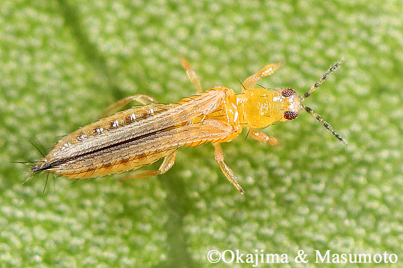 Frankliniella occidentalis | Thysanoptera of Japan