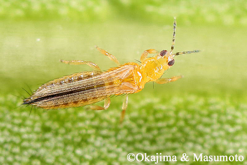 Frankliniella occidentalis | Thysanoptera of Japan