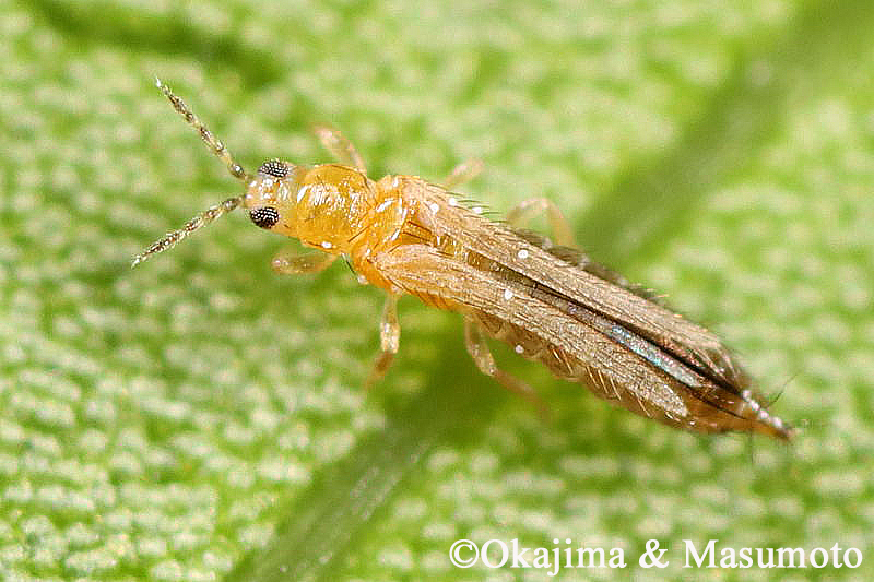 Frankliniella occidentalis | Thysanoptera of Japan