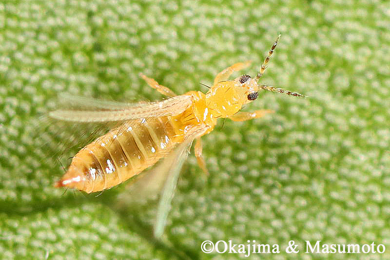 Frankliniella occidentalis | Thysanoptera of Japan