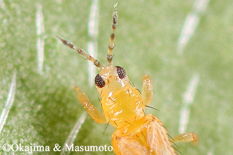 Frankliniella occidentalis | Thysanoptera of Japan