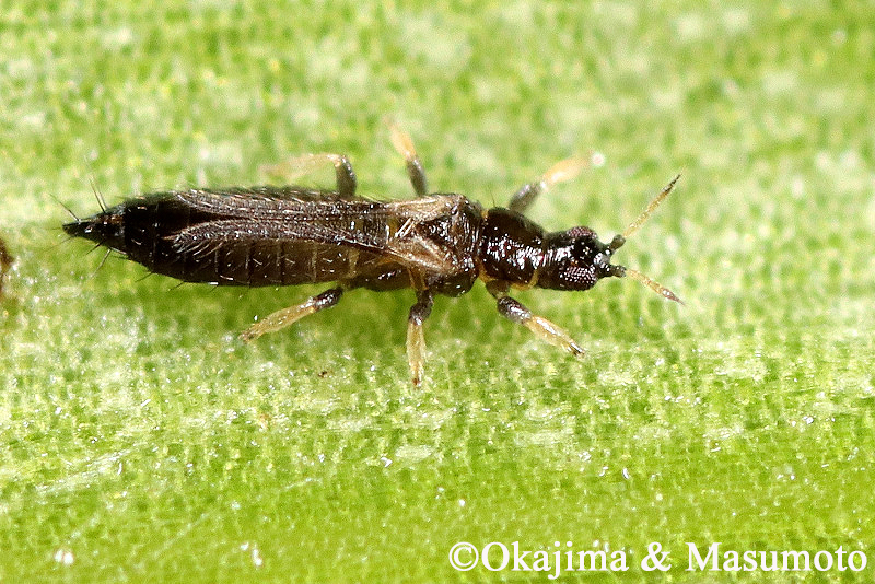Iridothrips mariae | Thysanoptera of Japan