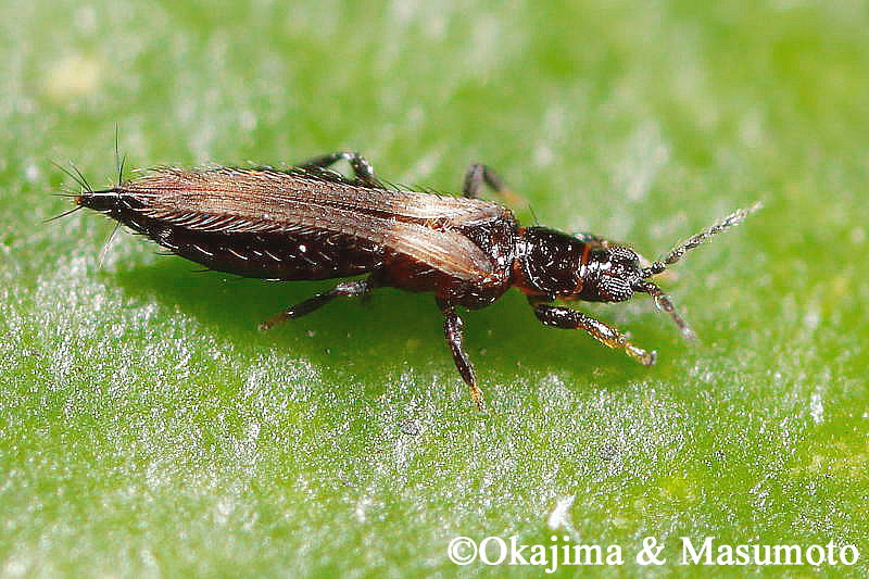Megalurothrips distalis | Thysanoptera of Japan