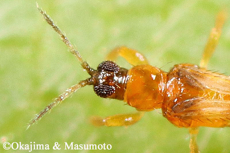 Megalurothrips distalis | Thysanoptera of Japan