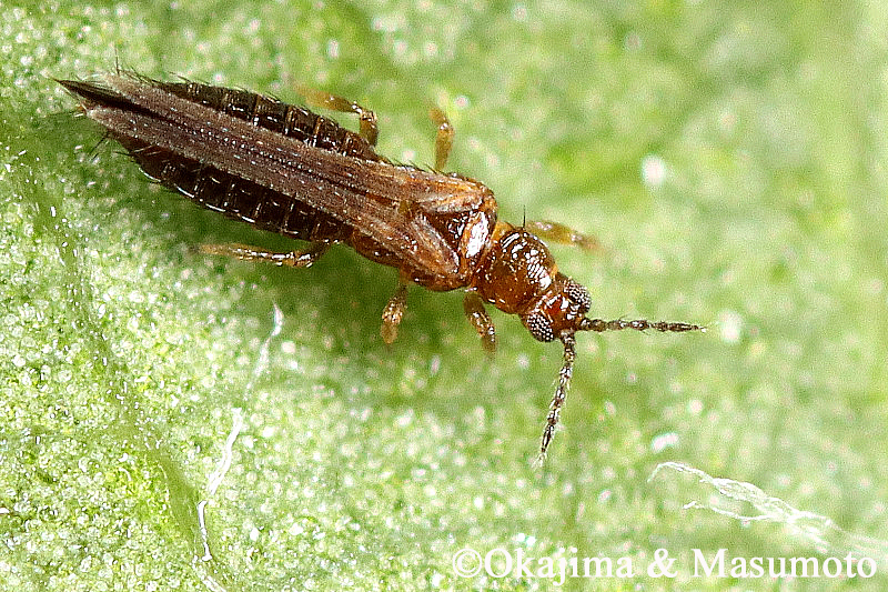 Mycterothrips consociatus | Thysanoptera of Japan