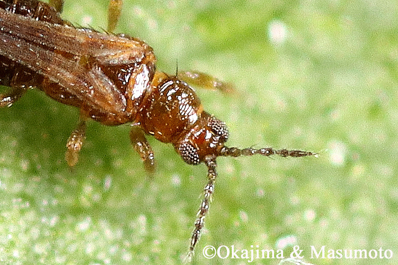 Mycterothrips consociatus | Thysanoptera of Japan