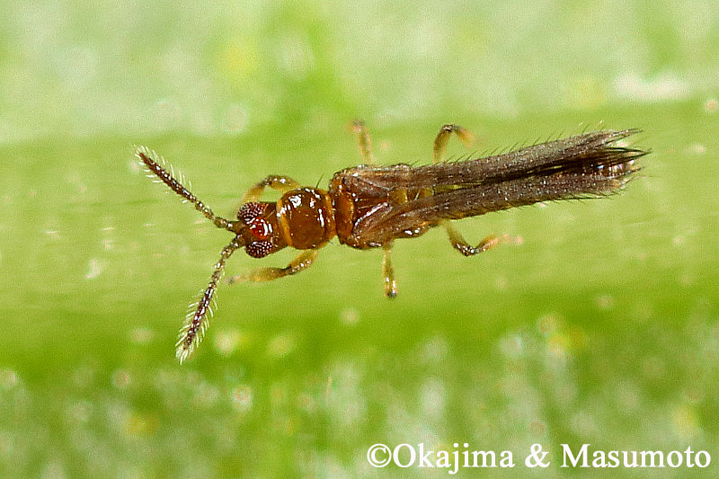 Mycterothrips consociatus | Thysanoptera of Japan