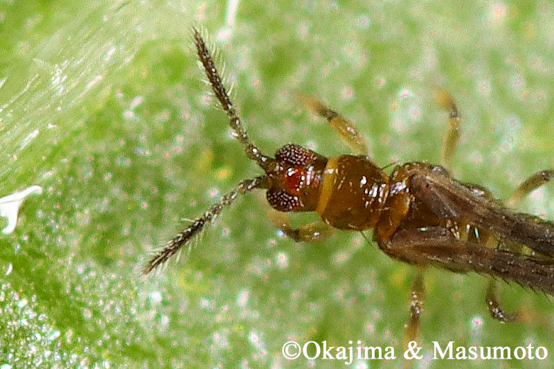 Mycterothrips consociatus | Thysanoptera of Japan