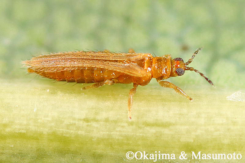 Mycterothrips egonoki | Thysanoptera of Japan