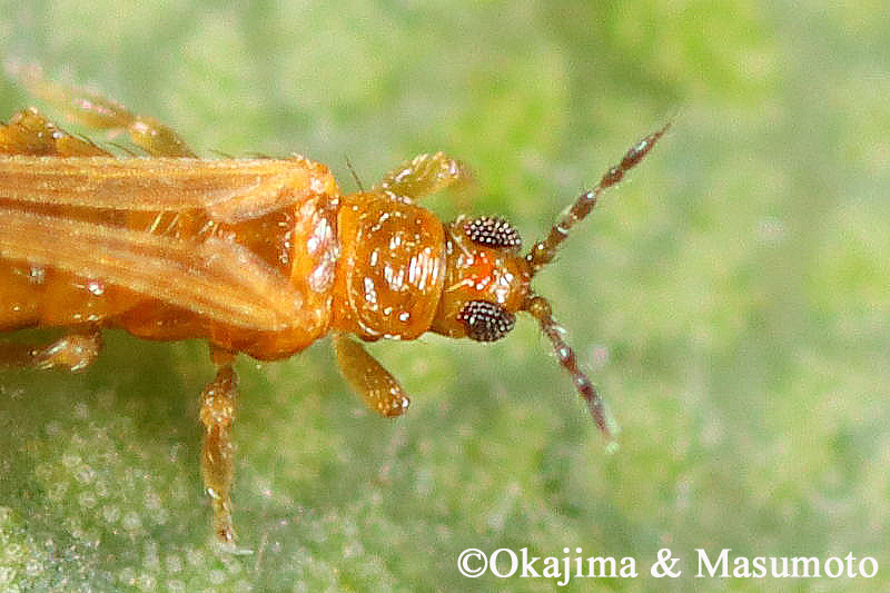 Mycterothrips egonoki | Thysanoptera of Japan