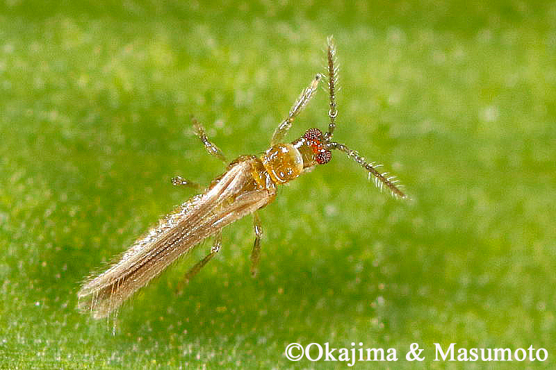 Mycterothrips egonoki | Thysanoptera of Japan