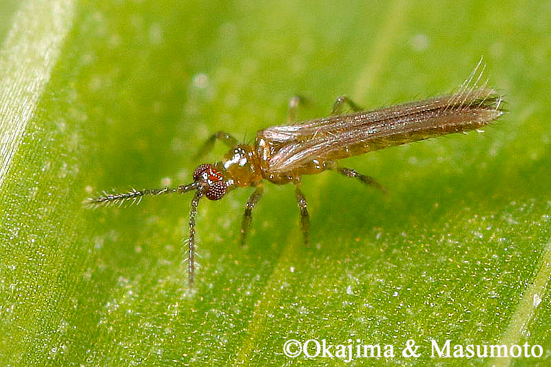 Mycterothrips egonoki | Thysanoptera of Japan