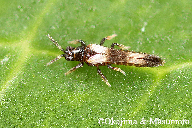 Mycterothrips fasciatus | Thysanoptera of Japan
