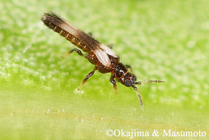 Mycterothrips fasciatus | Thysanoptera of Japan