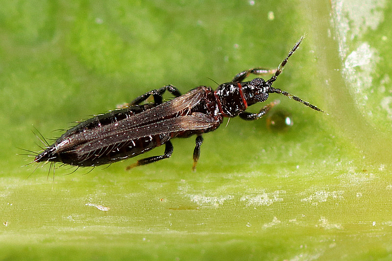 Taeniothrips eucharii | Thysanoptera of Japan