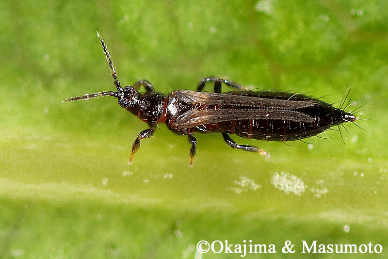 Taeniothrips eucharii | Thysanoptera of Japan