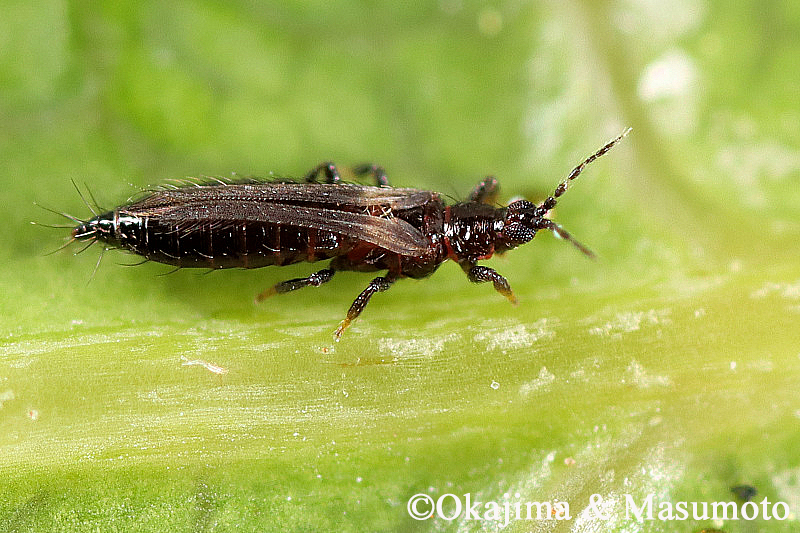 Taeniothrips eucharii | Thysanoptera of Japan