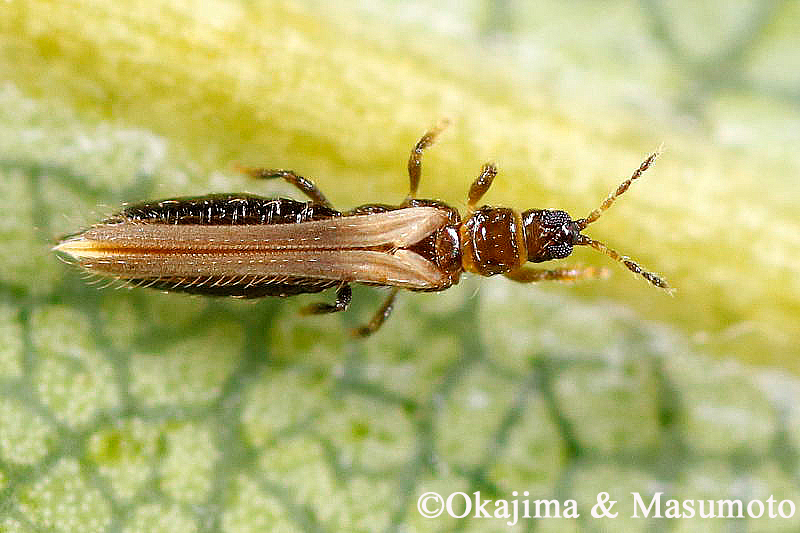 Taeniothrips inconsequens | Thysanoptera of Japan