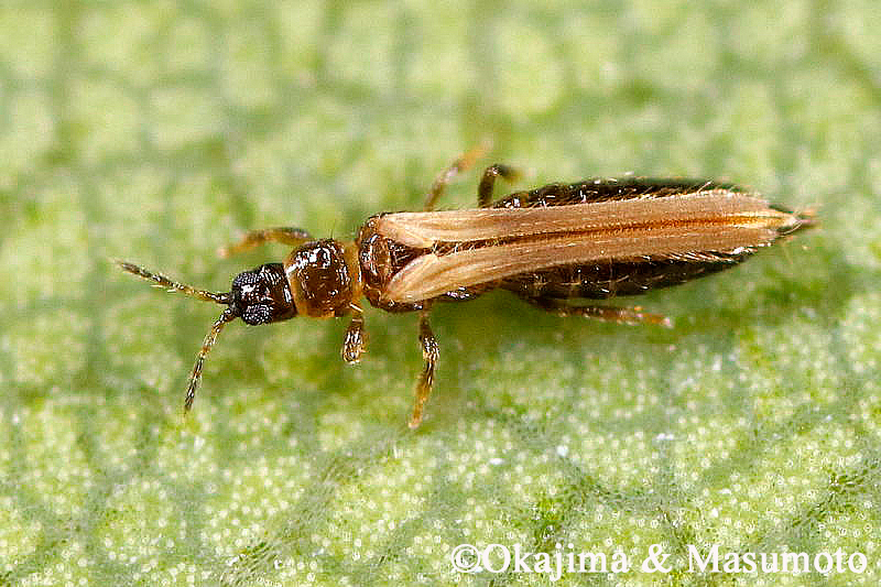 Taeniothrips inconsequens | Thysanoptera of Japan