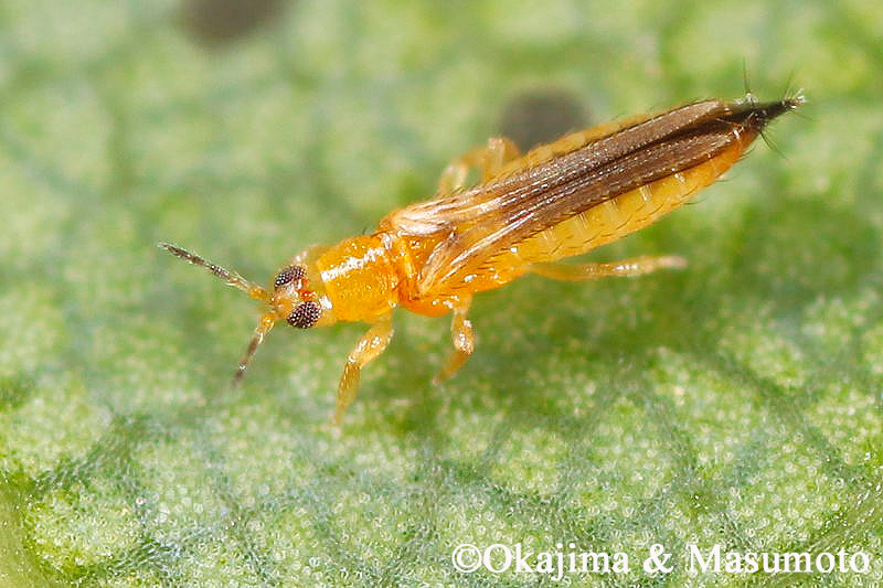 Thrips coloratus | Thysanoptera of Japan