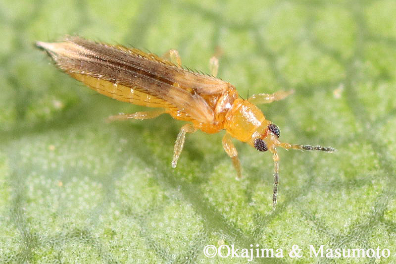 Thrips coloratus | Thysanoptera of Japan