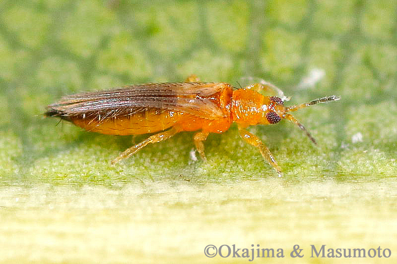Thrips coloratus | Thysanoptera of Japan