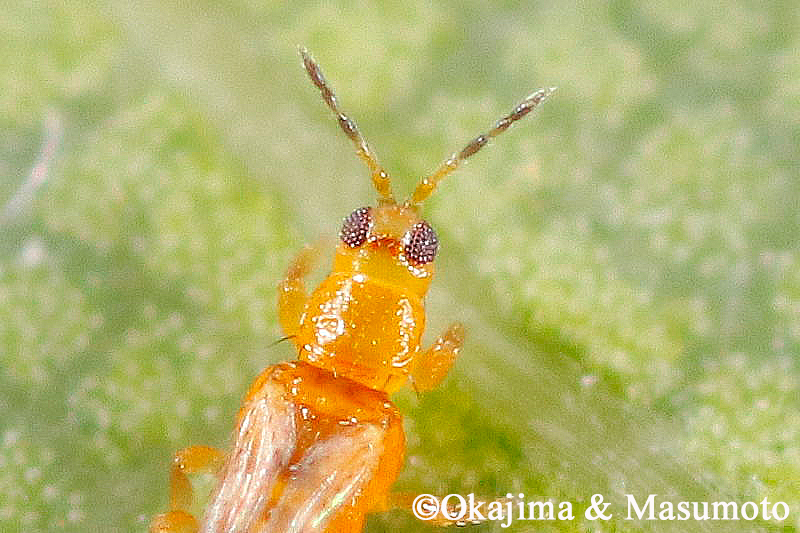 Thrips coloratus | Thysanoptera of Japan